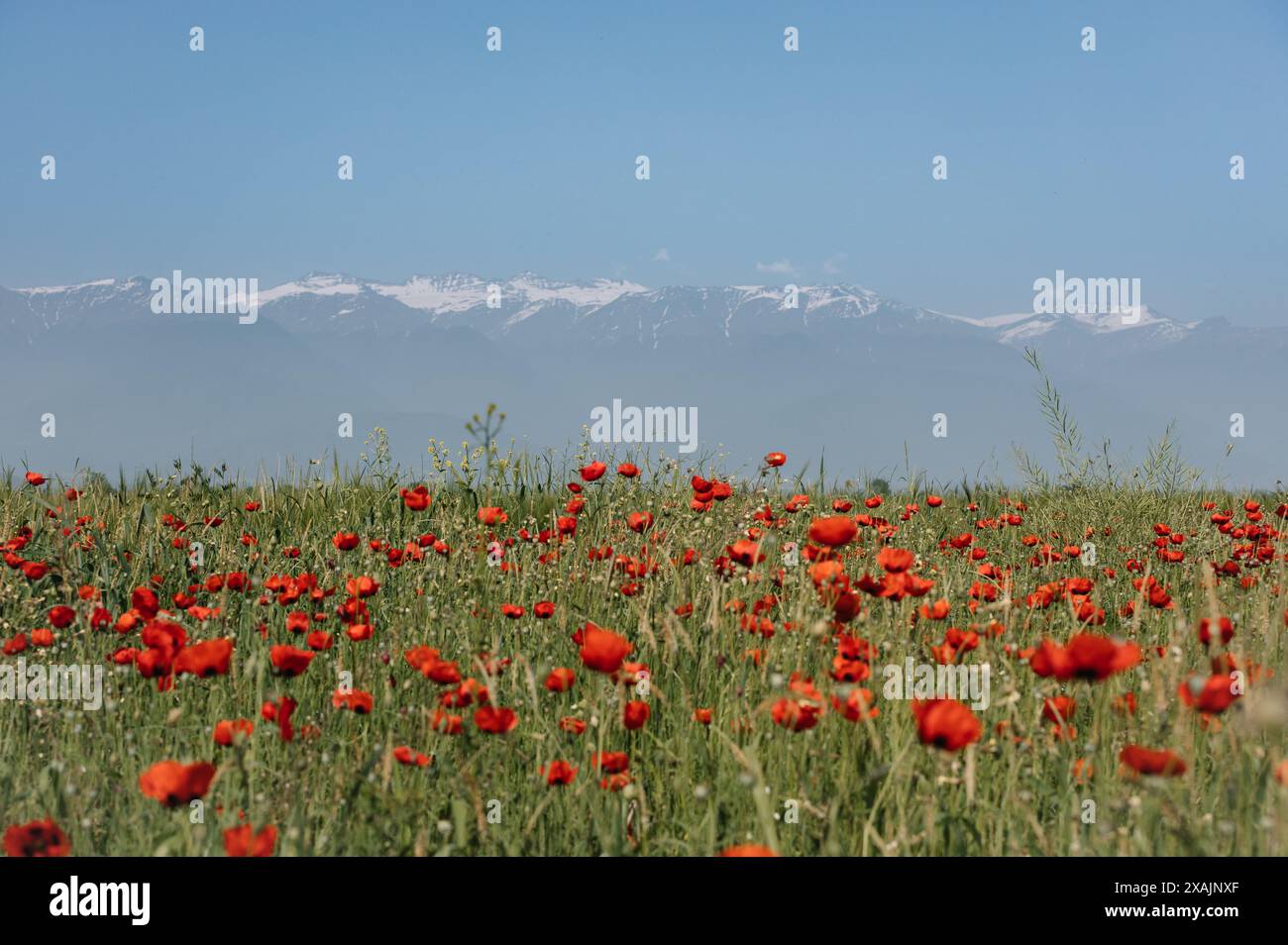 Poppy field and Caucasian mountains in Kakheti region, Georgia Stock ...