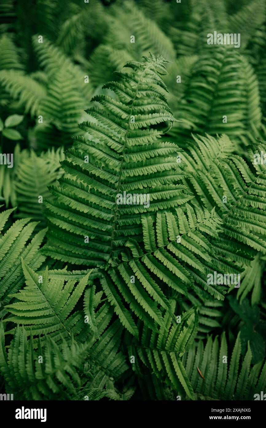 Close-up of fern plant in the forest Stock Photo - Alamy