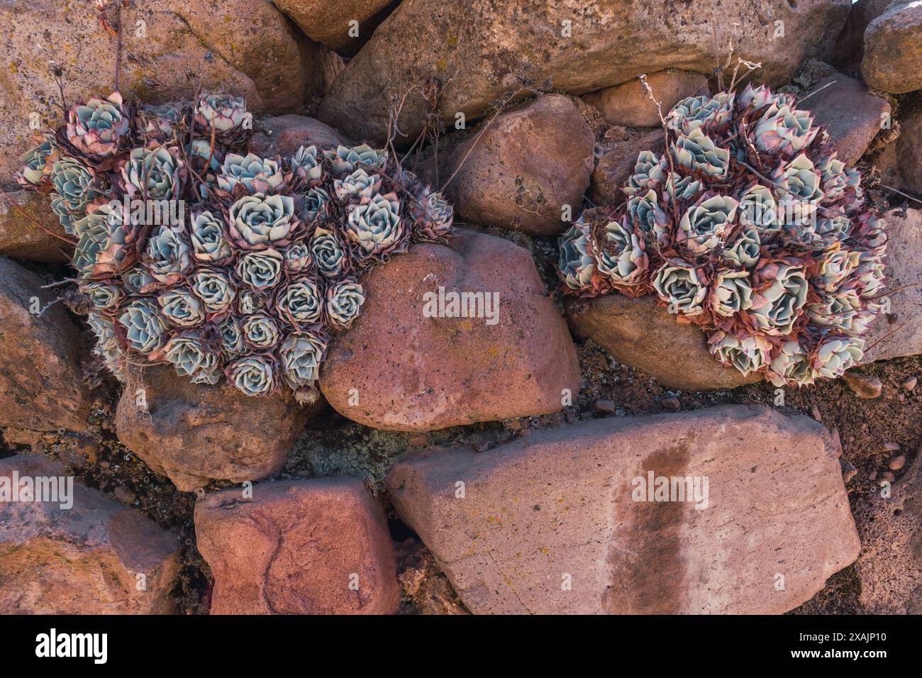 Texture of Plant embedded in rocks in the foreground illuminated with ...