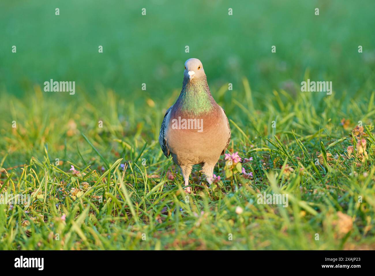 Domestic pigeon in the park at spring Stock Photo - Alamy