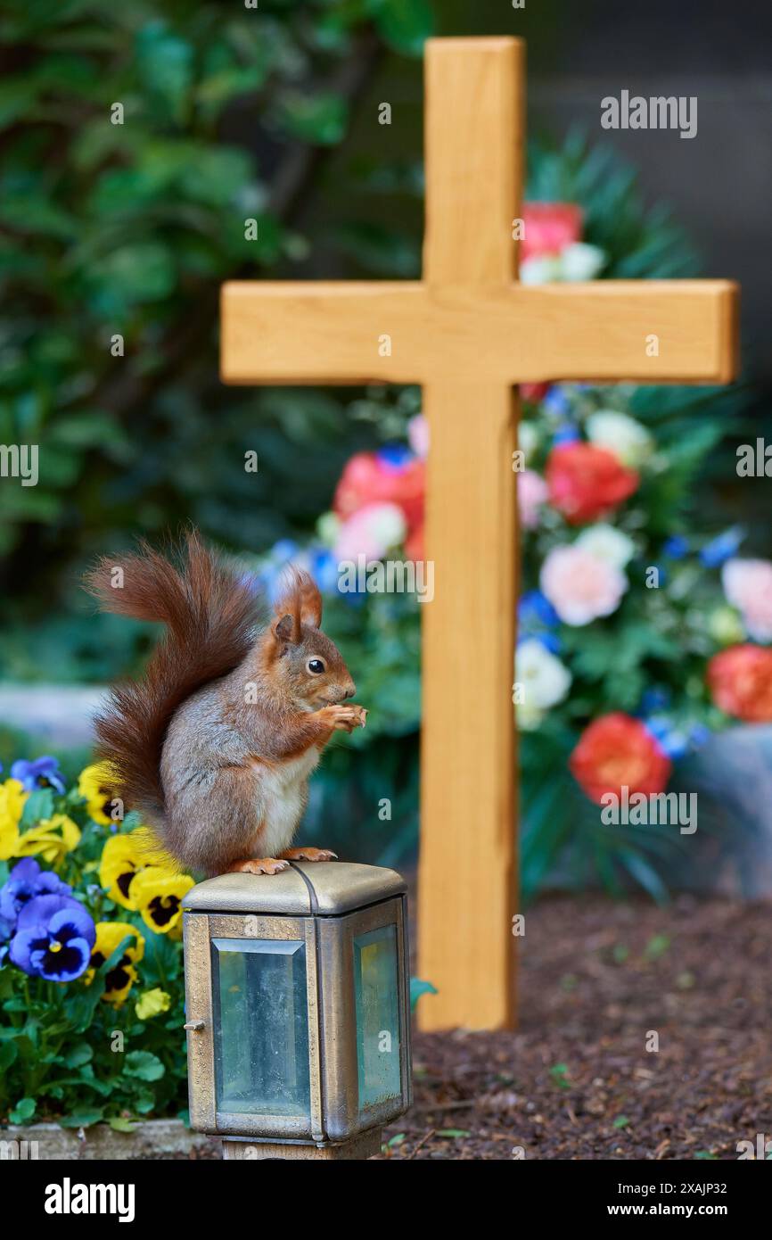 Red Squirrel (Sciurus vulgaris) in the cemetery on grave light Stock ...