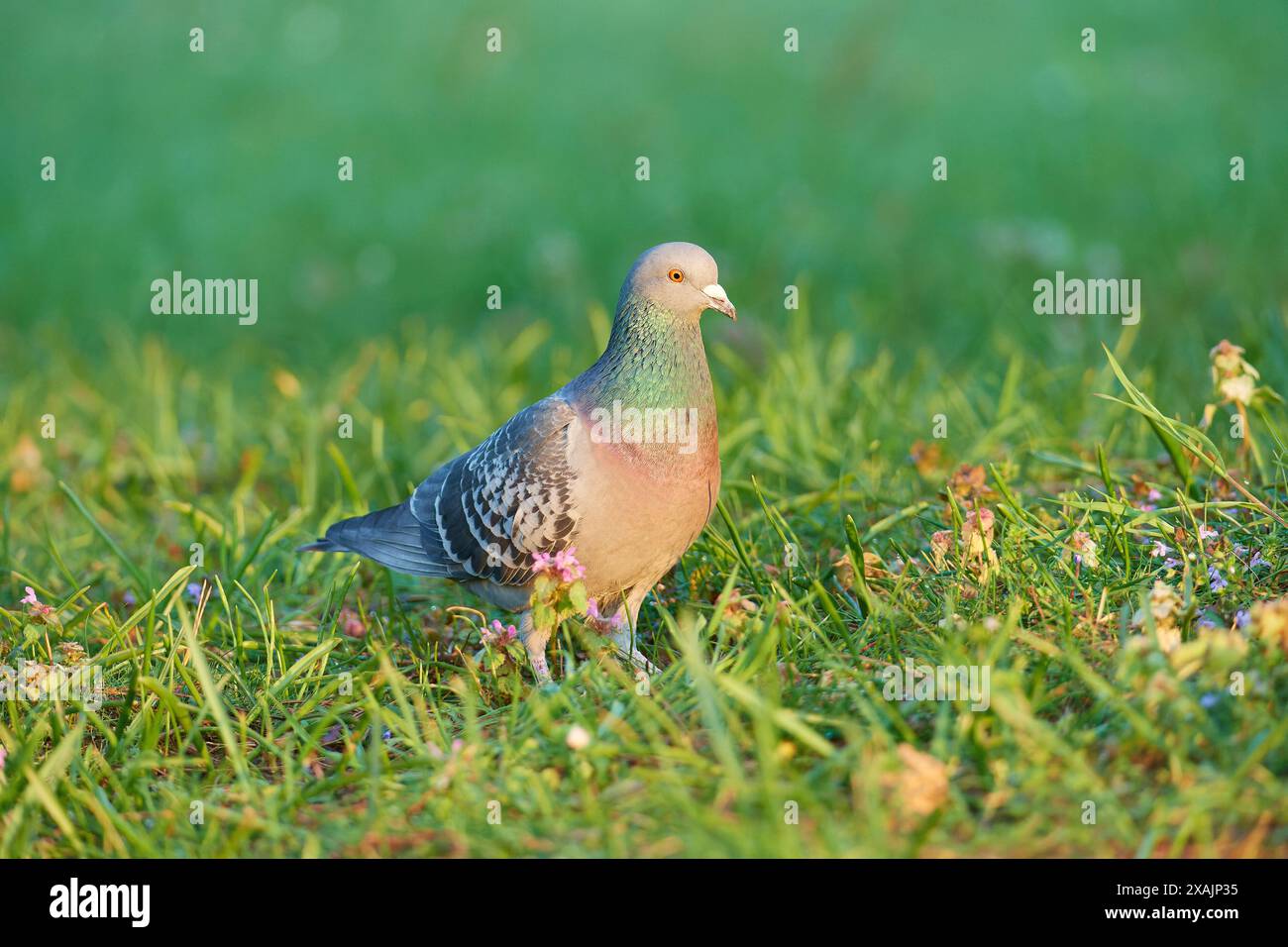 Domestic pigeon in the park at spring Stock Photo - Alamy