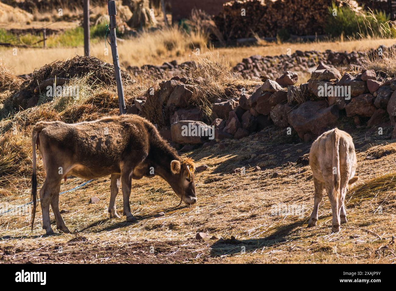 two cows grazing on a sunny day on a yellow and withered grass on the ...