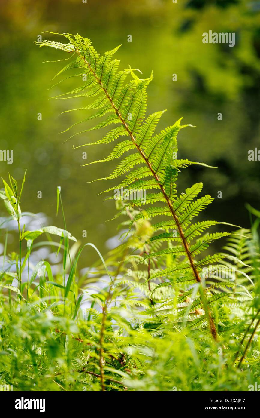 Devon insects hi-res stock photography and images - Alamy