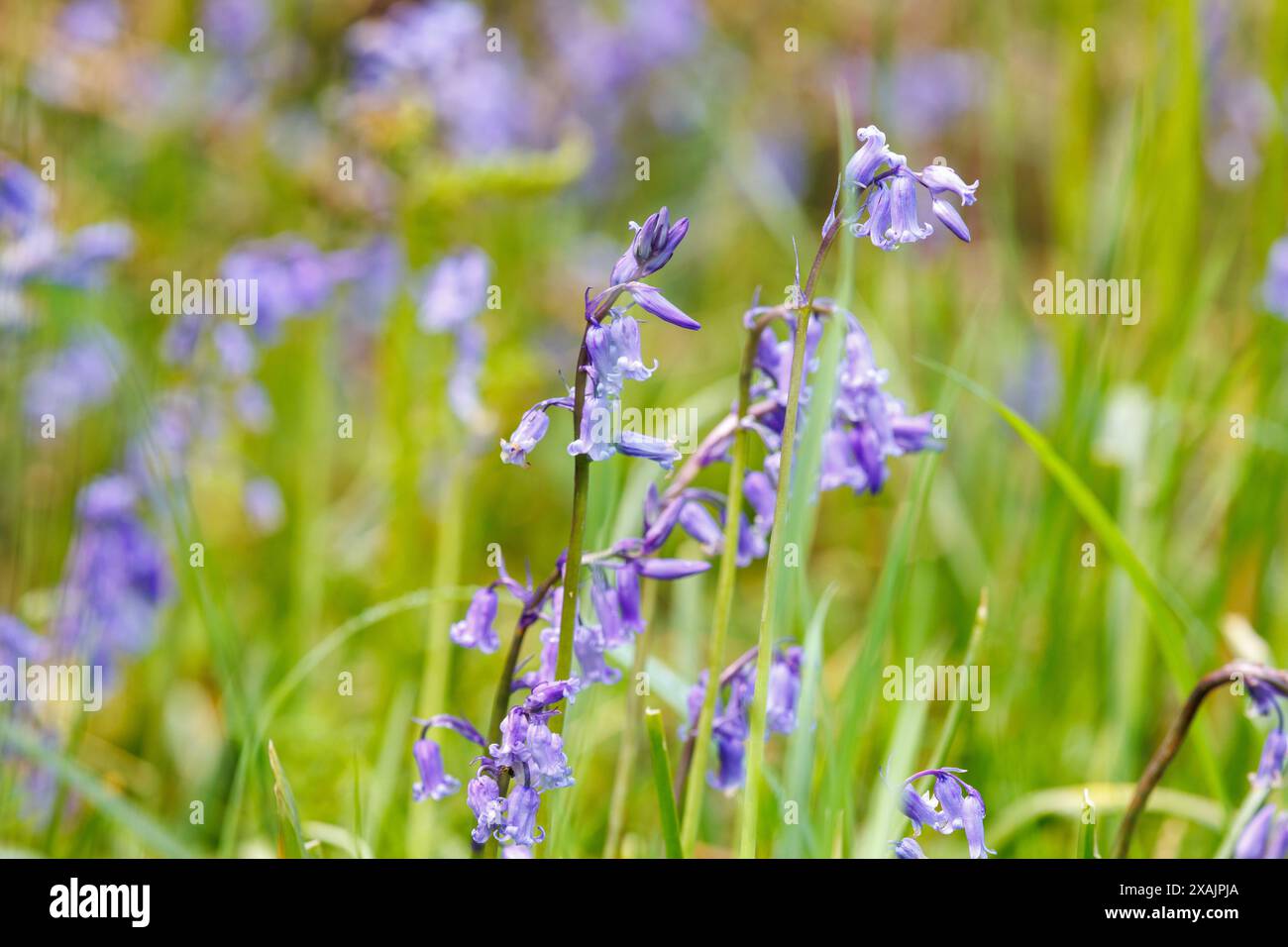 Bluebells and grasses growing in a wild meadow, Devon, UK Stock Photo ...