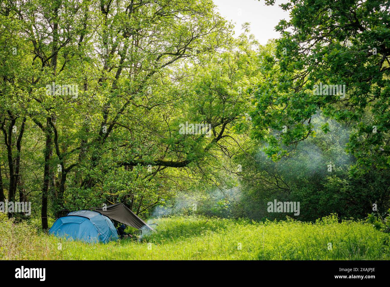 Wood smoke rises up from the campfire of a wild camp site in Devon, UK ...