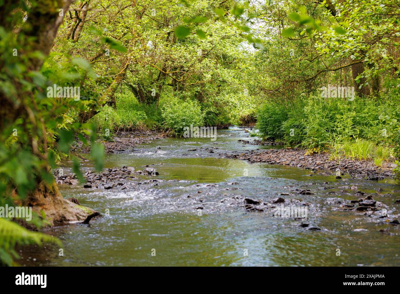 Serene small river flows hi-res stock photography and images - Alamy