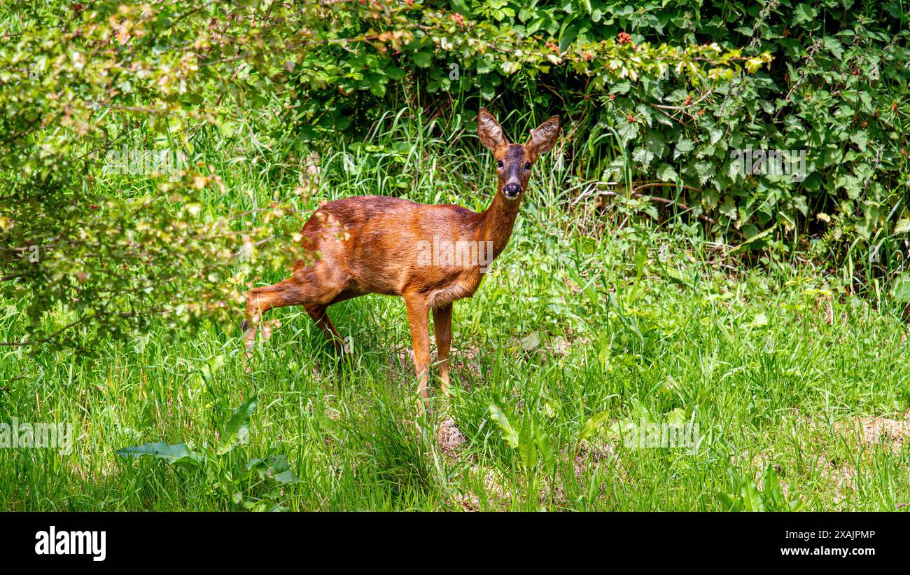 Dundee, Tayside, Scotland, UK. 7th June, 2024. UK Weather: A lovely ...