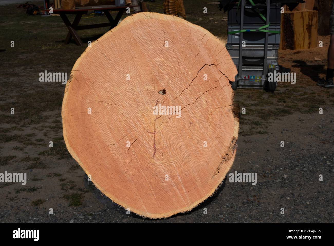 Tree slice with drying cracks Stock Photo - Alamy