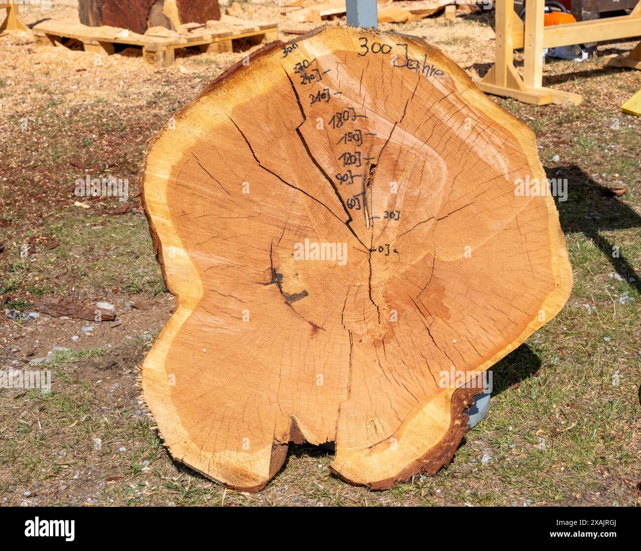 Tree slice with drying cracks Stock Photo - Alamy