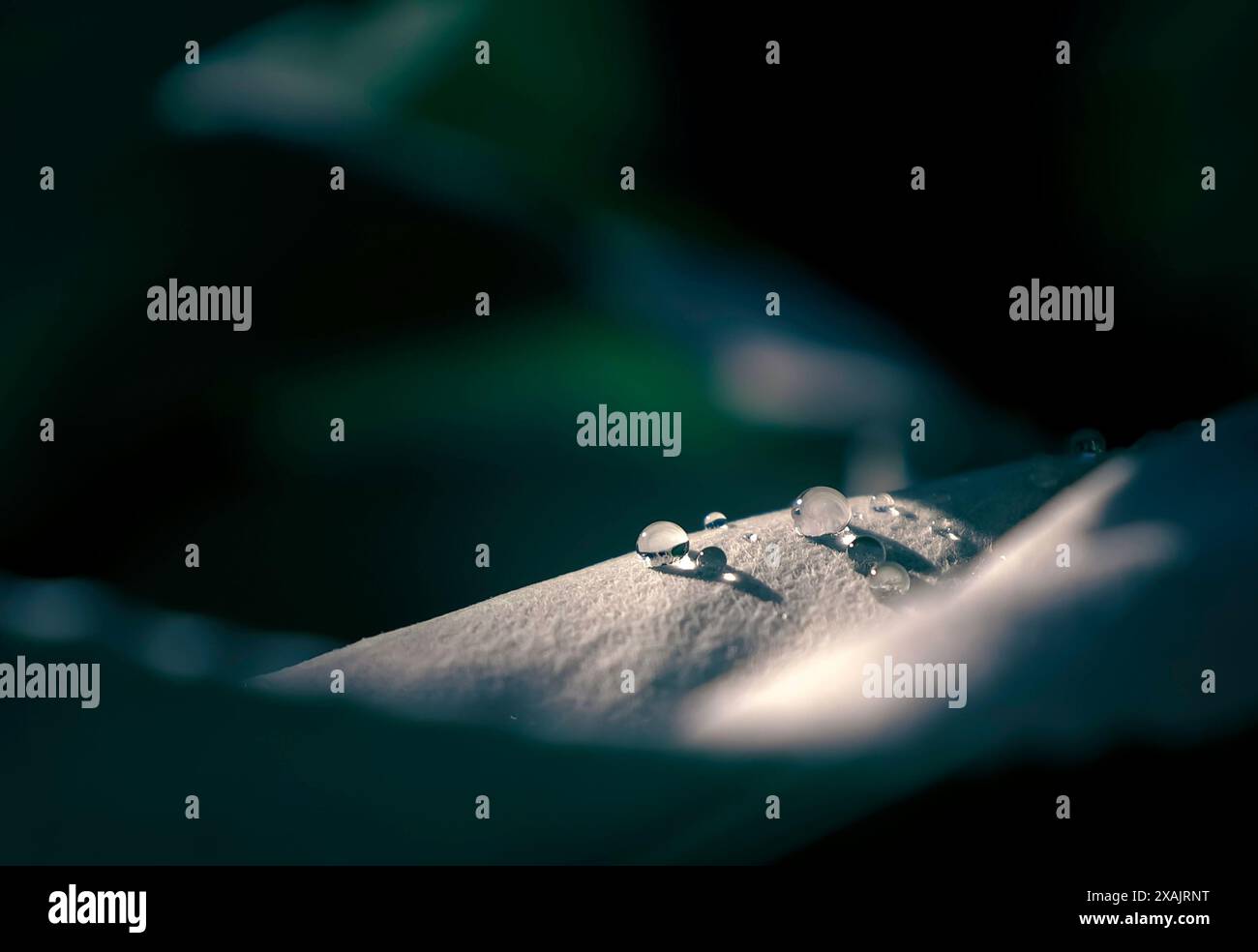 Macro shot of water drops on a silver foliage leaf, delicate morning ...