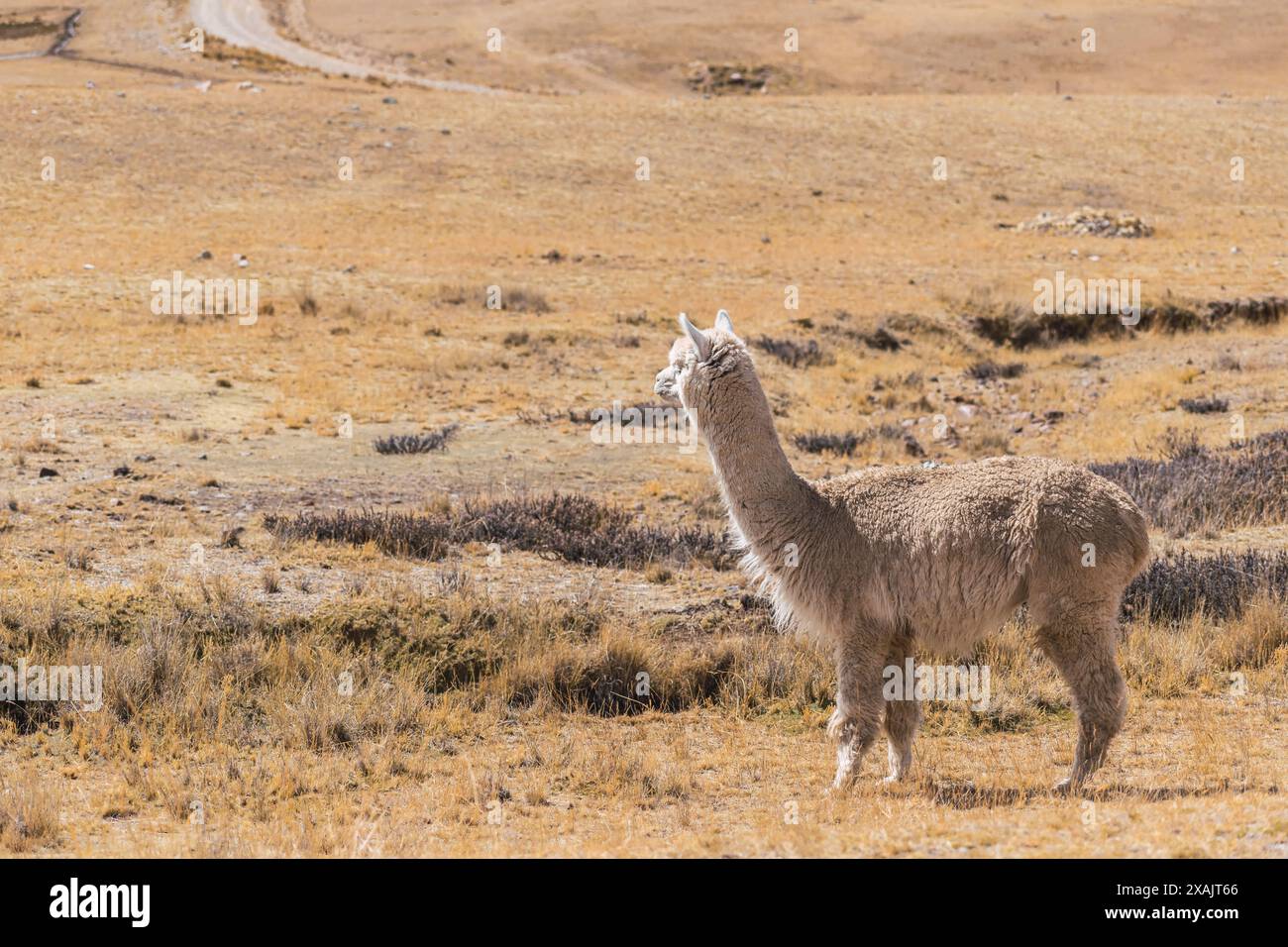 alpacas eating and grazing in the Andes mountain range surrounded by ...