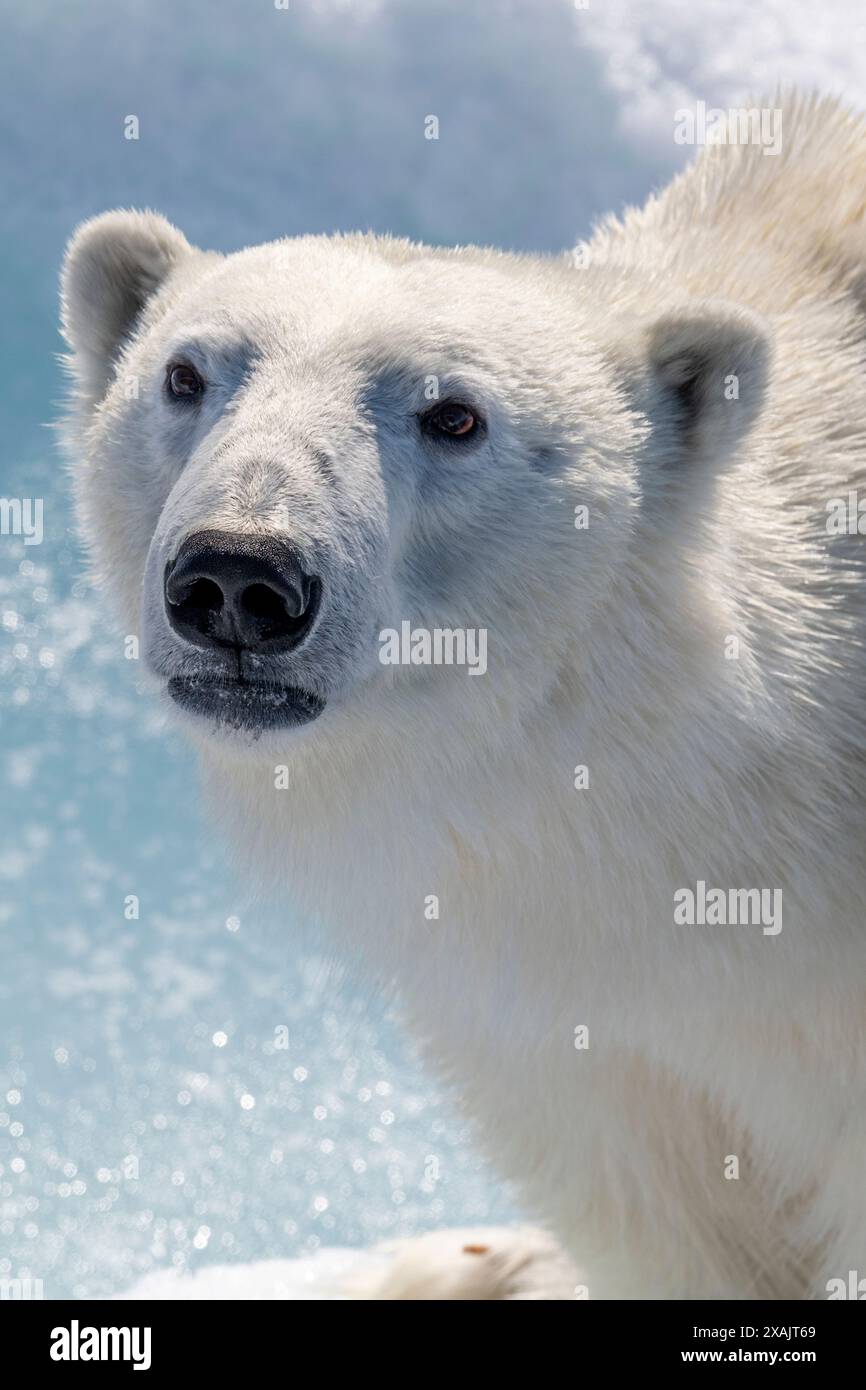 South-Eastern Greenland, Tingmiarmiut Fjord. Young male polar bear in ...