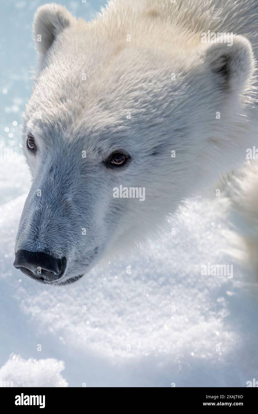 South-Eastern Greenland, Tingmiarmiut Fjord. Young male polar bear in ...