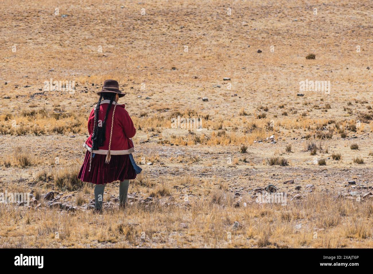 indigenous peasant woman grazing alpacas and camelids in the heights of ...
