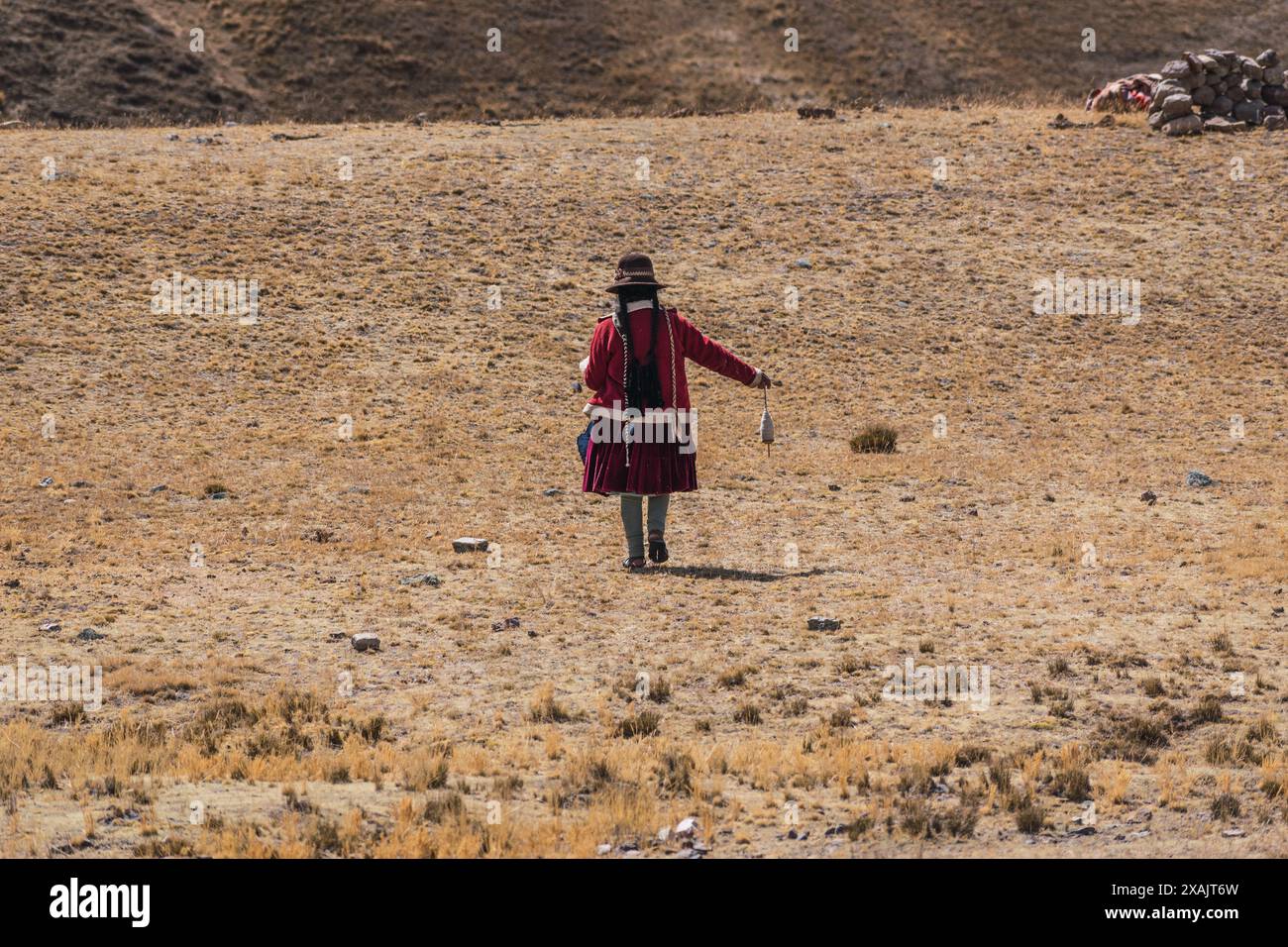 indigenous peasant woman grazing alpacas and camelids in the heights of ...