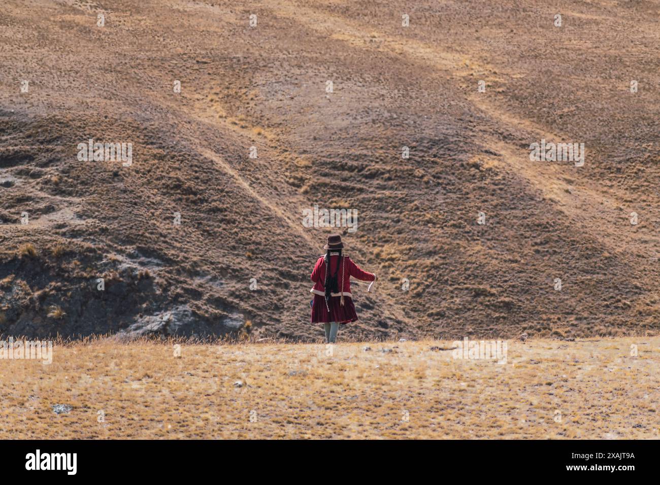 indigenous peasant woman grazing alpacas and camelids in the heights of ...