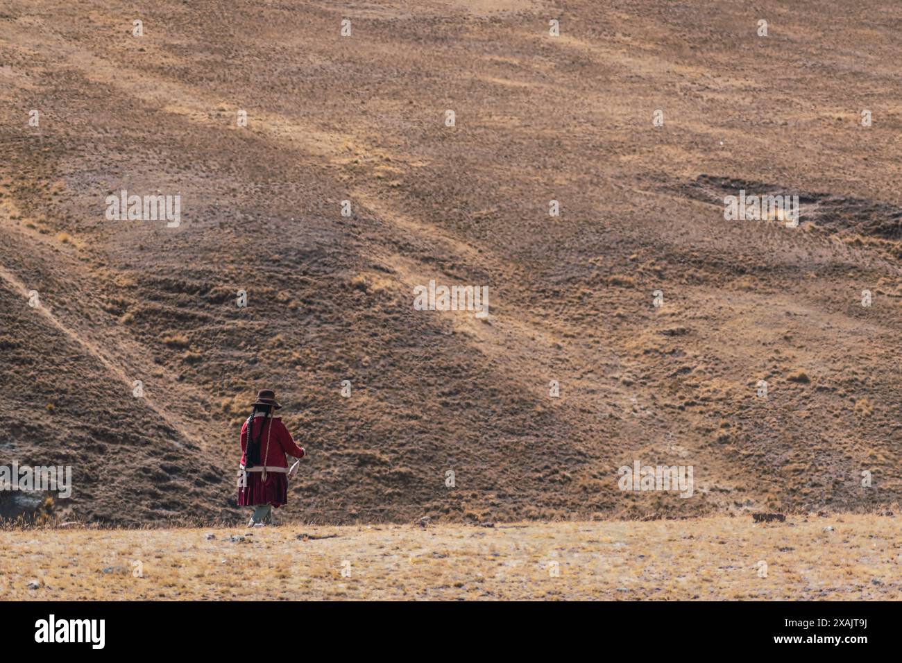 indigenous peasant woman grazing alpacas and camelids in the heights of ...
