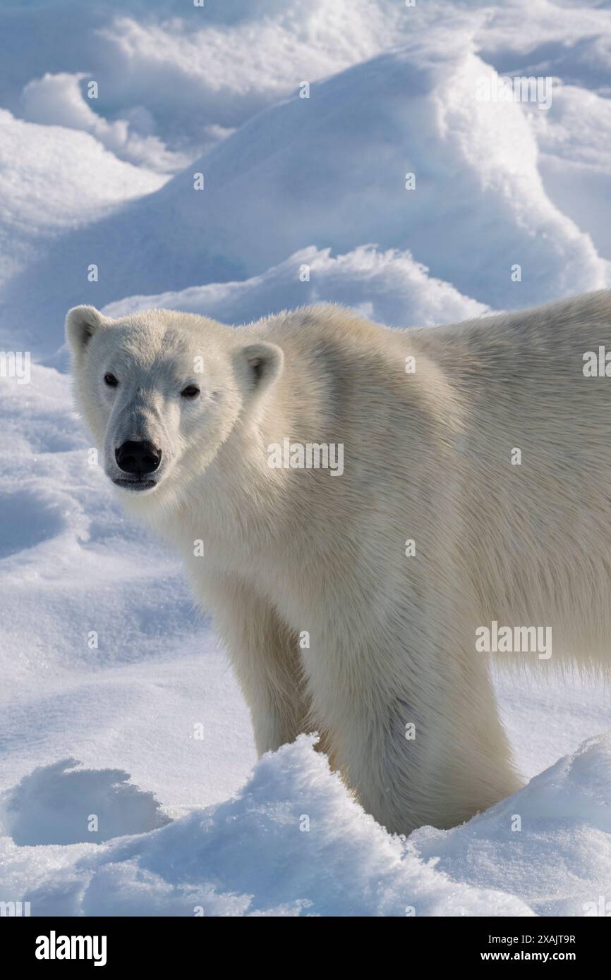 South-Eastern Greenland, Tingmiarmiut Fjord. Young male polar bear in ...