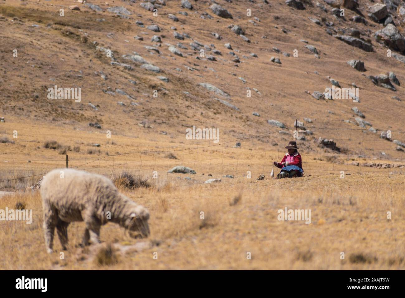 indigenous peasant woman grazing alpacas and camelids in the heights of ...