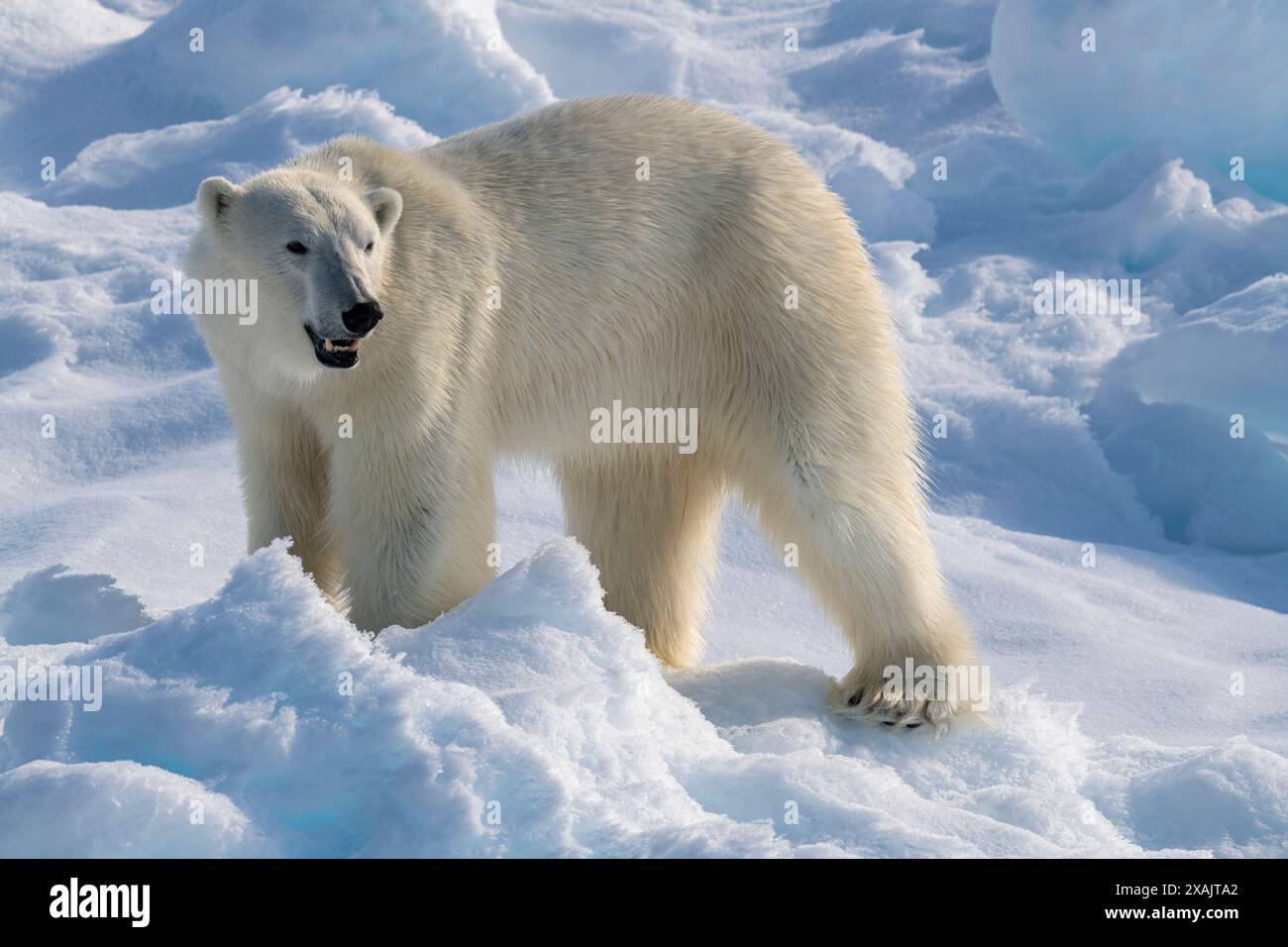 South-Eastern Greenland, Tingmiarmiut Fjord. Young male polar bear in ...