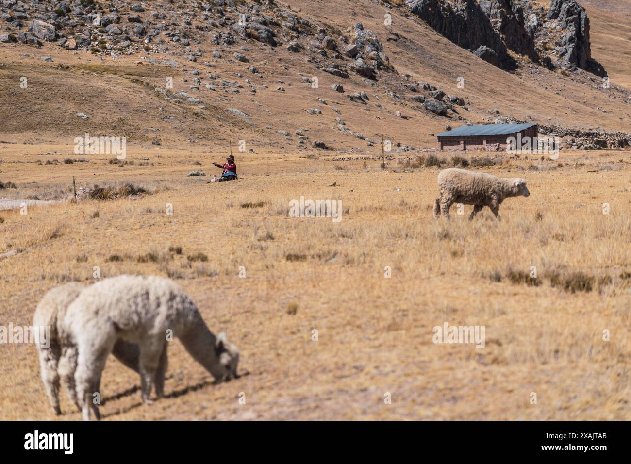 indigenous peasant woman grazing alpacas and camelids in the heights of ...