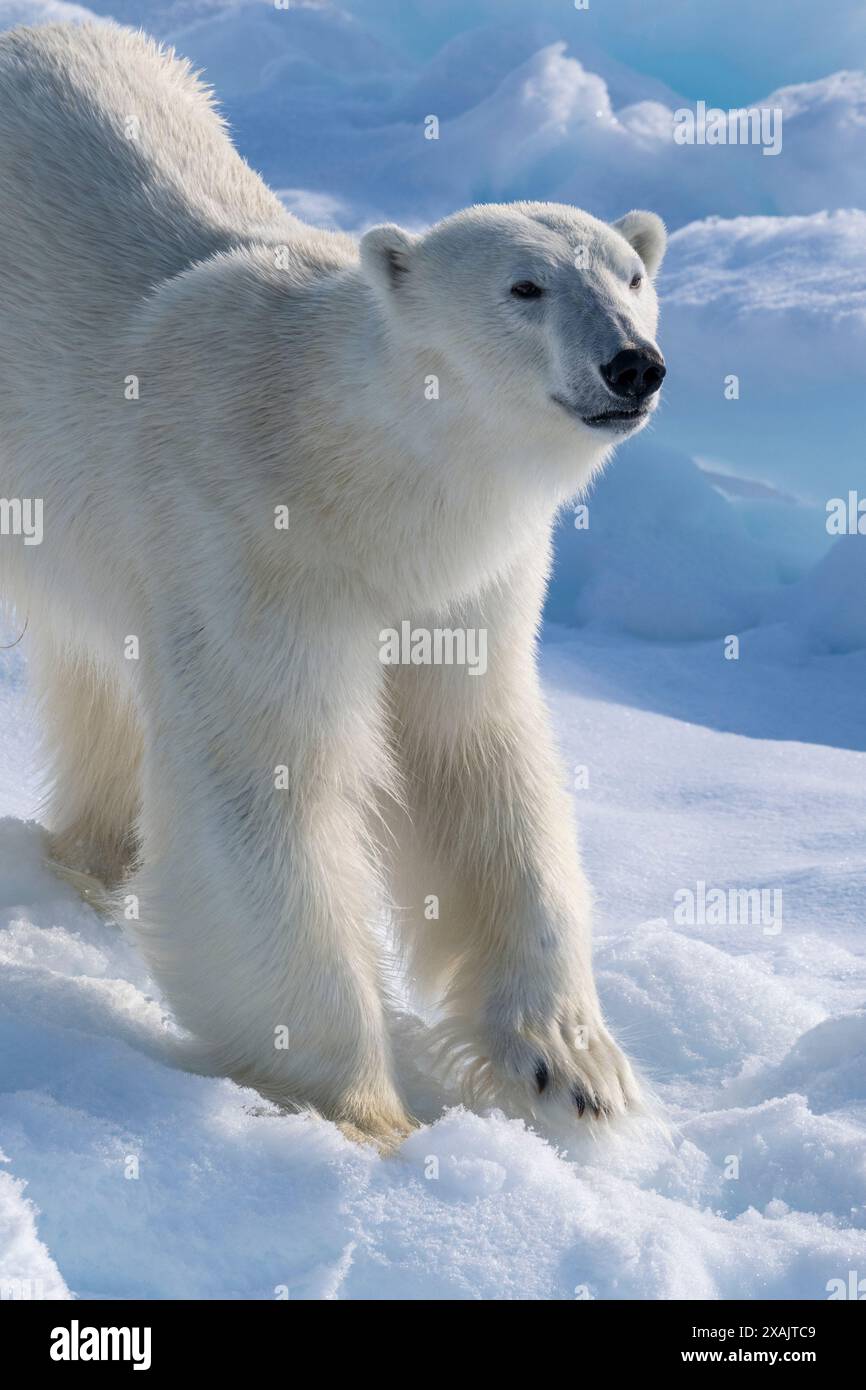 South-Eastern Greenland, Tingmiarmiut Fjord. Young male polar bear in ...