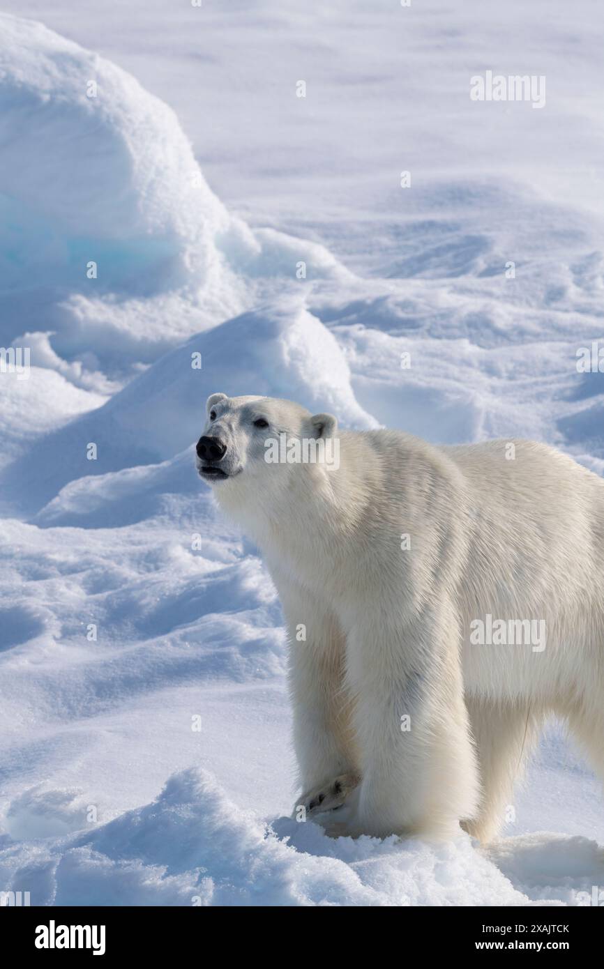 South-Eastern Greenland, Tingmiarmiut Fjord. Young male polar bear in ...