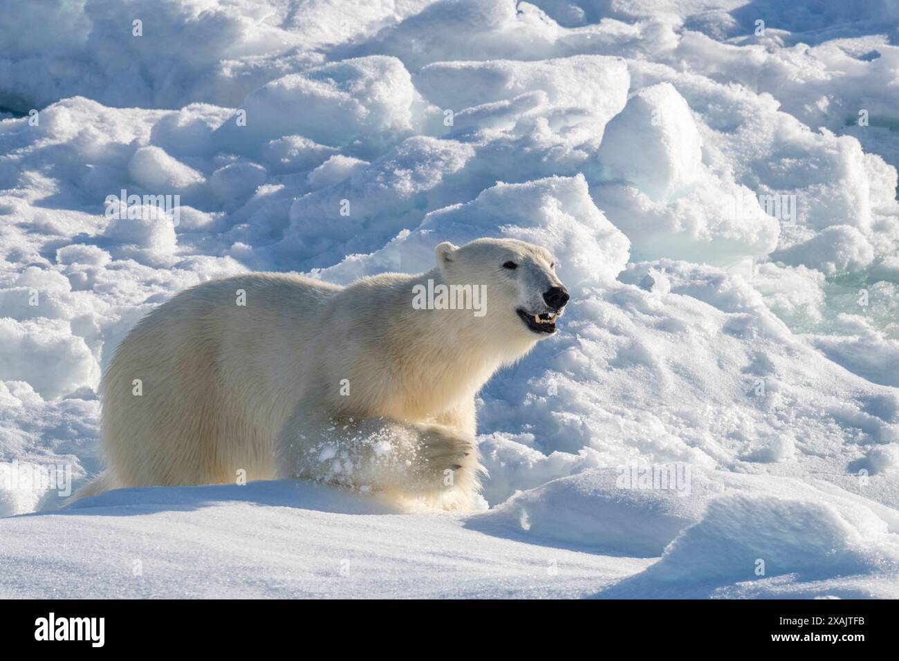 South-Eastern Greenland, Tingmiarmiut Fjord. Young male polar bear in ...