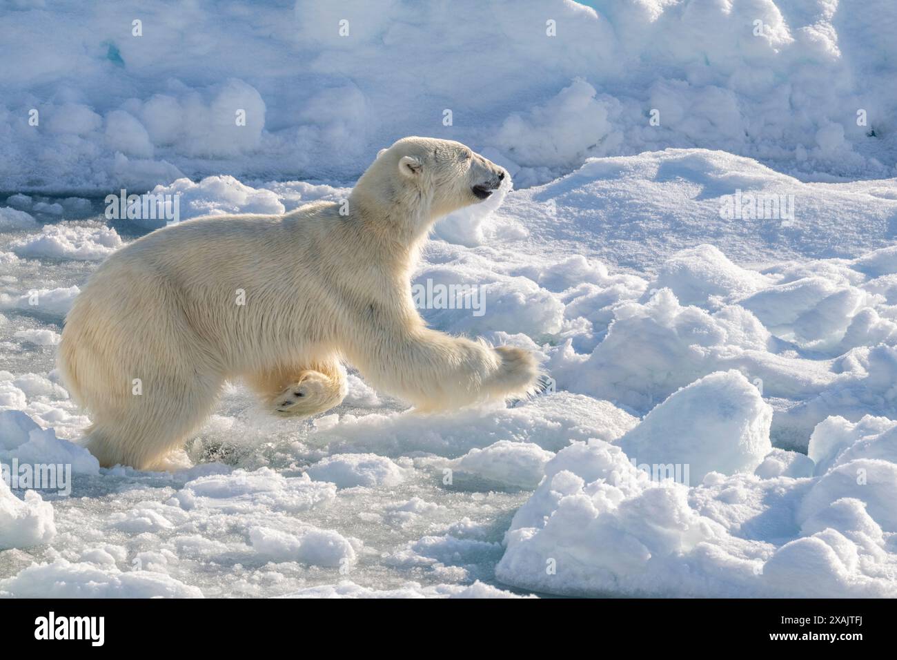 South-Eastern Greenland, Tingmiarmiut Fjord. Young male polar bear in ...