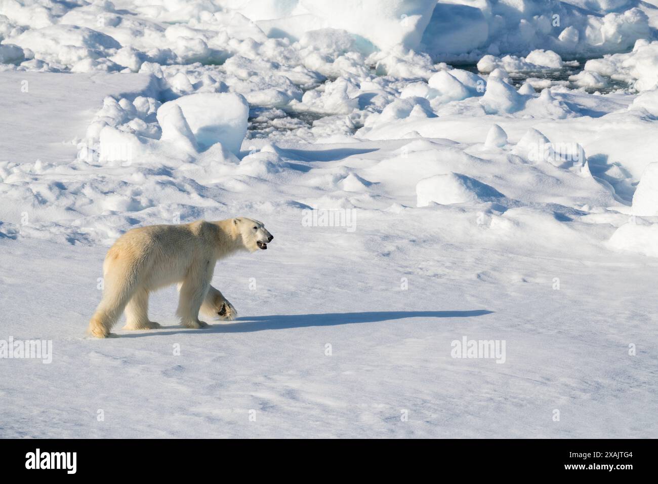 South-Eastern Greenland, Tingmiarmiut Fjord. Young male polar bear in ...
