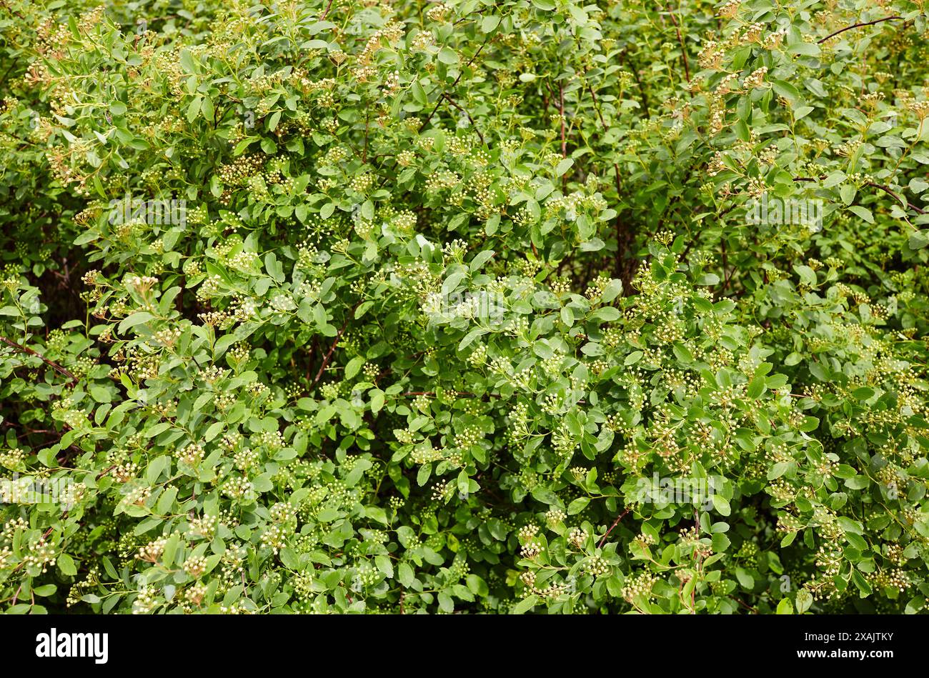 Unripe bush of flowers Spiraea Vanhouttei at park. Beautiful ornamental ...
