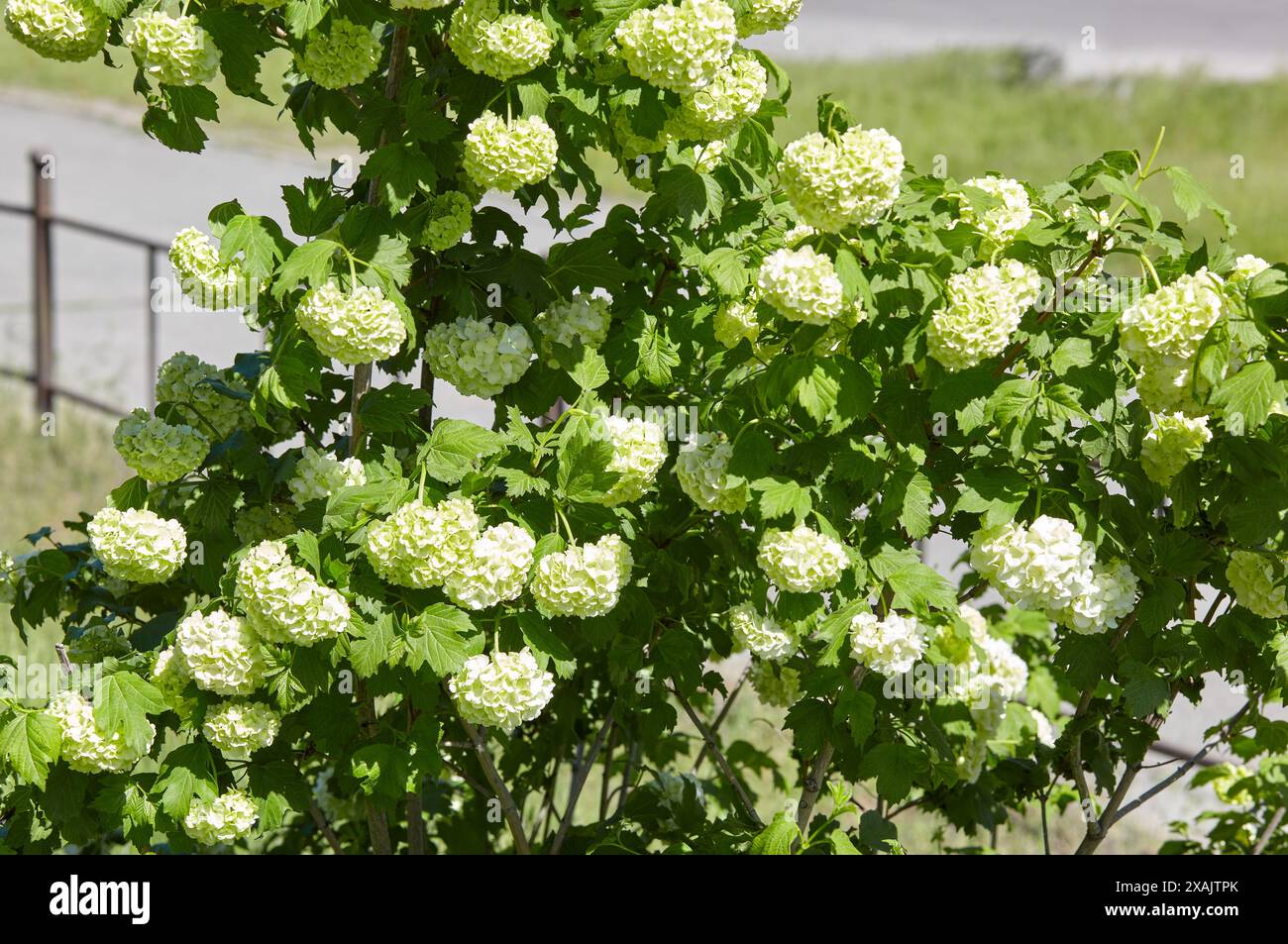 Beautiful white balls of blooming Viburnum opulus Roseum in a spring ...
