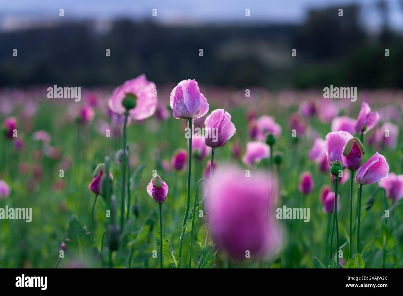 Pink opium poppy in bloom in the poppy village of Germerode in the Frau ...