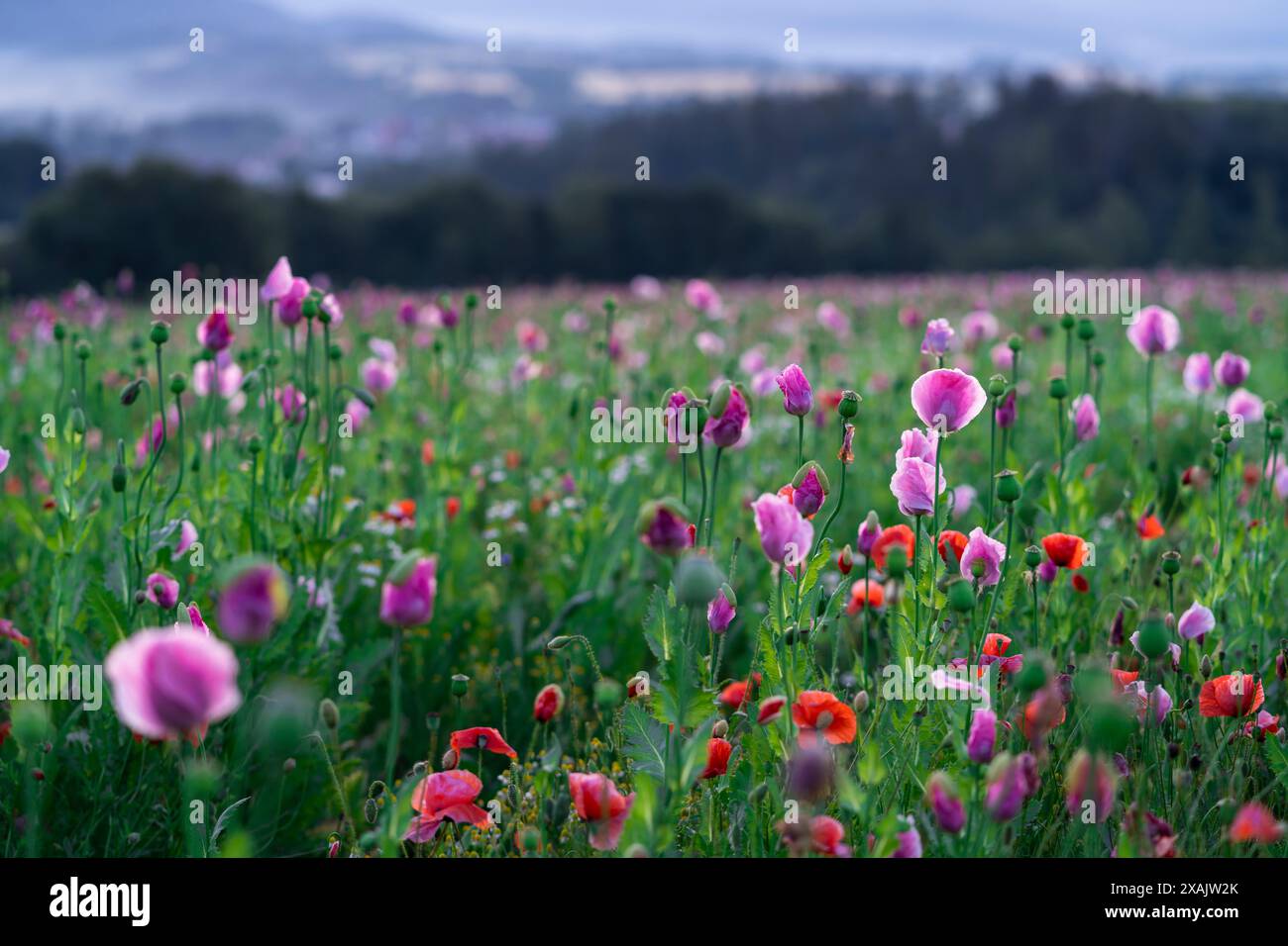 Pink opium poppy in bloom in the poppy village of Germerode in the Frau ...