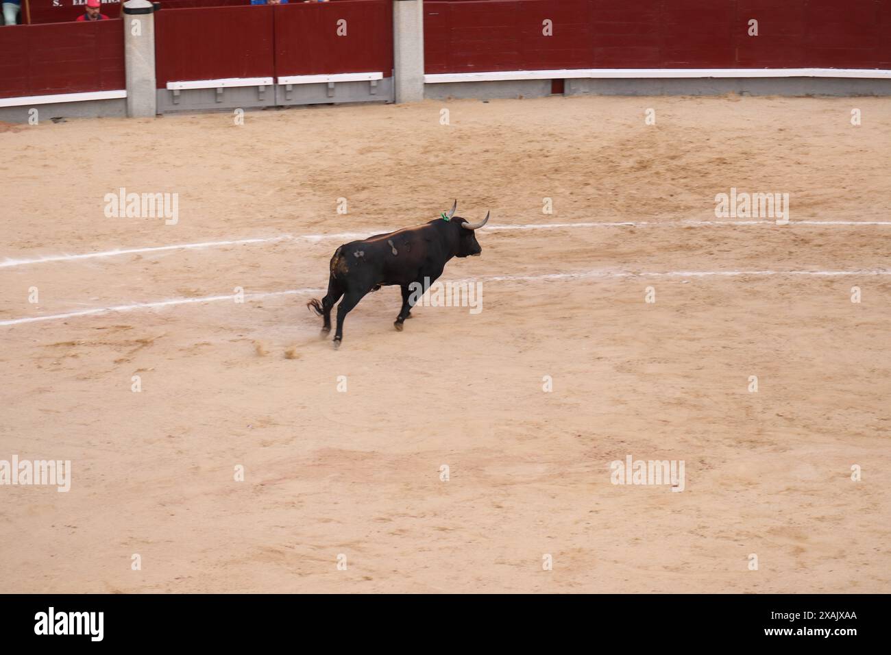 Brave bull in the bullfight arena, Raging bull ready to ram. High ...