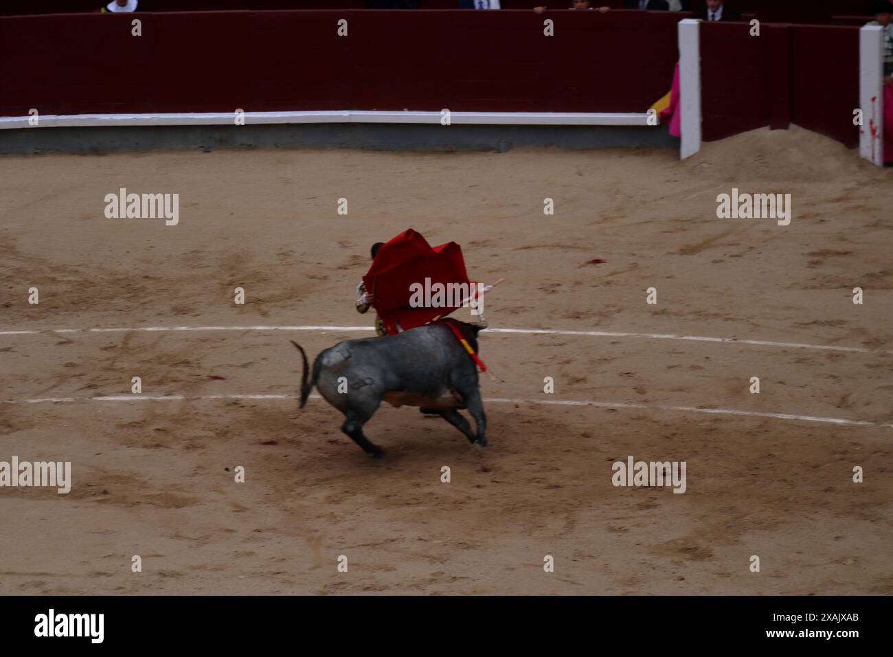 Brave bull in the bullfight arena, Raging bull ready to ram. High ...