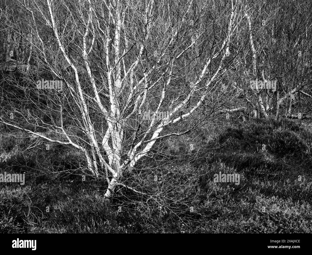 Out and about at the bird quay of a historic duck trap in the ...