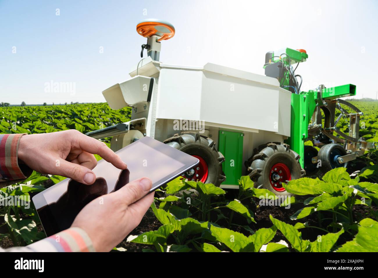 Farmer controls autonomous robot in an agricultural field. Smart ...