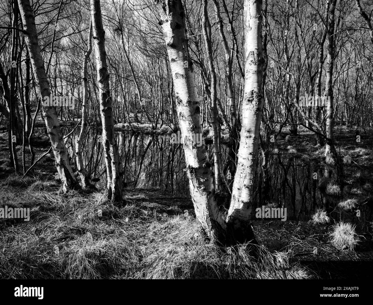 Out and about at the bird quay of a historic duck trap in the ...