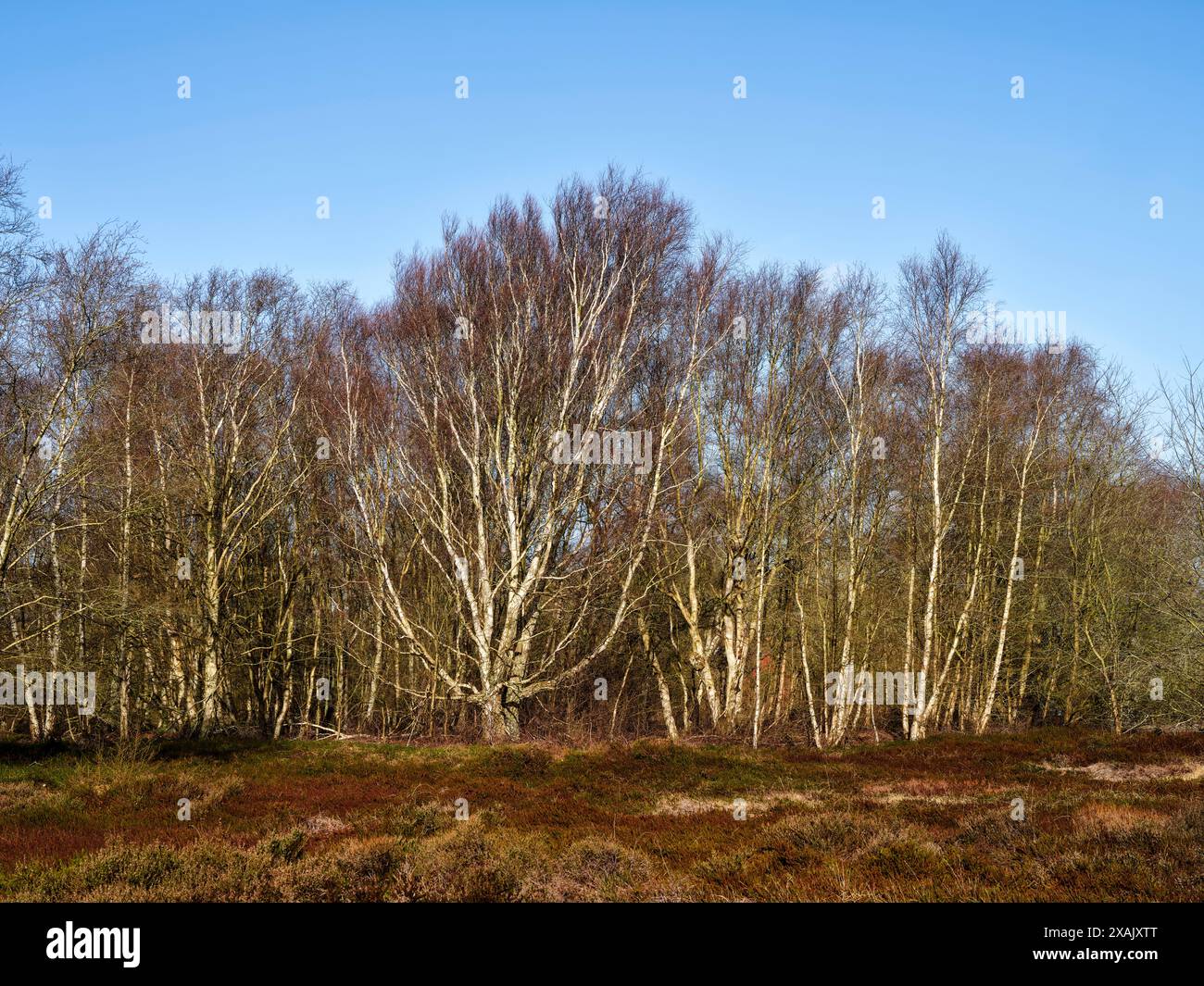 Out and about at the bird quay of a historic duck trap in the ...