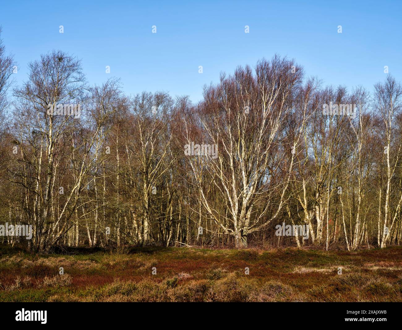 Out and about at the bird quay of a historic duck trap in the ...