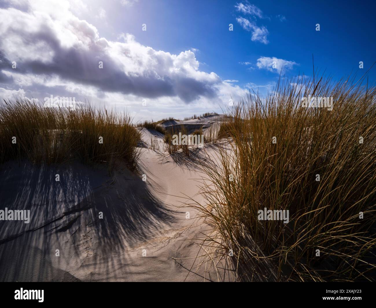 In the Amrum dunes between the Sturmwai and Quermarkenfeuer in the ...