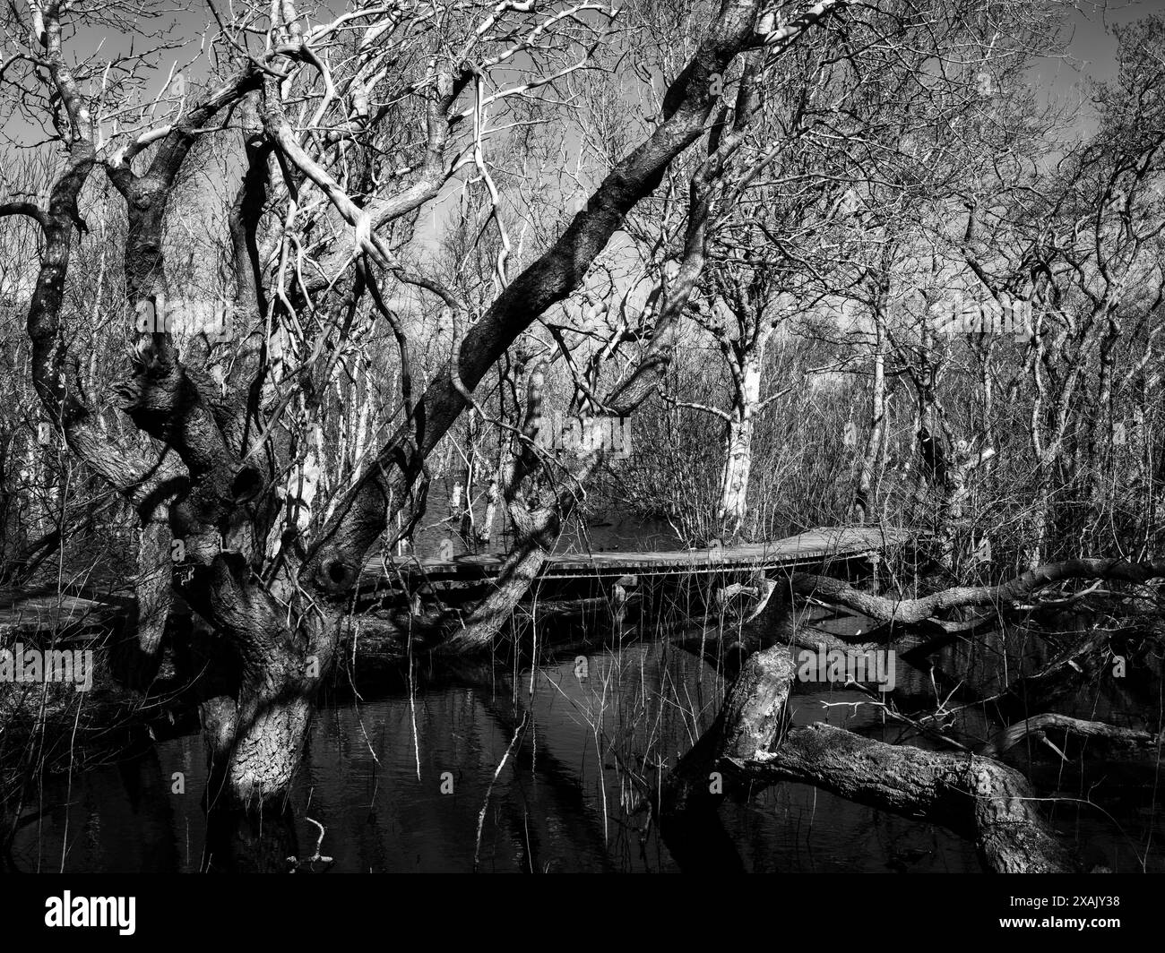 Out and about at the bird quay of a historic duck trap in the ...
