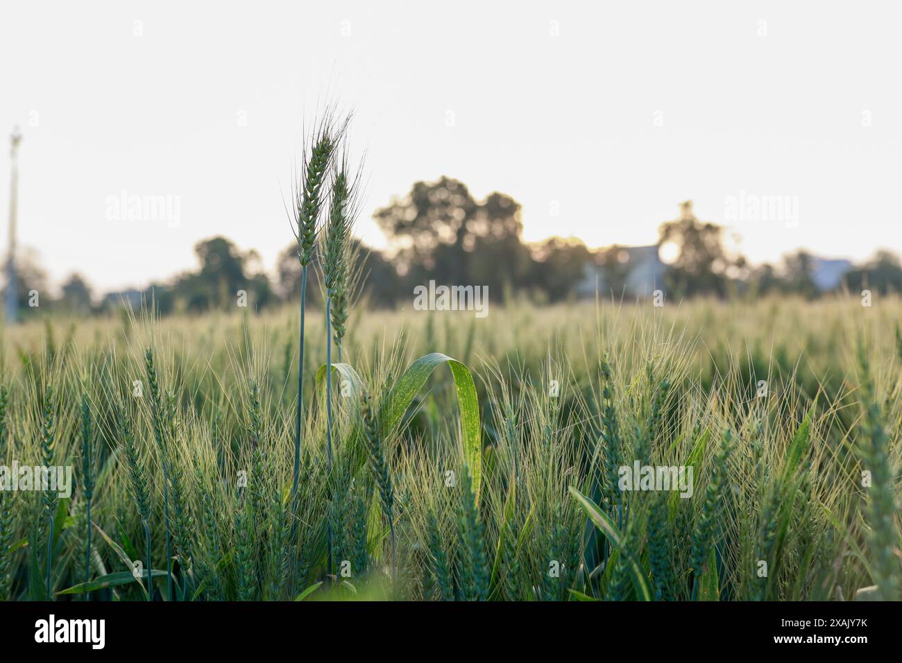 Indian wheat hi-res stock photography and images - Alamy
