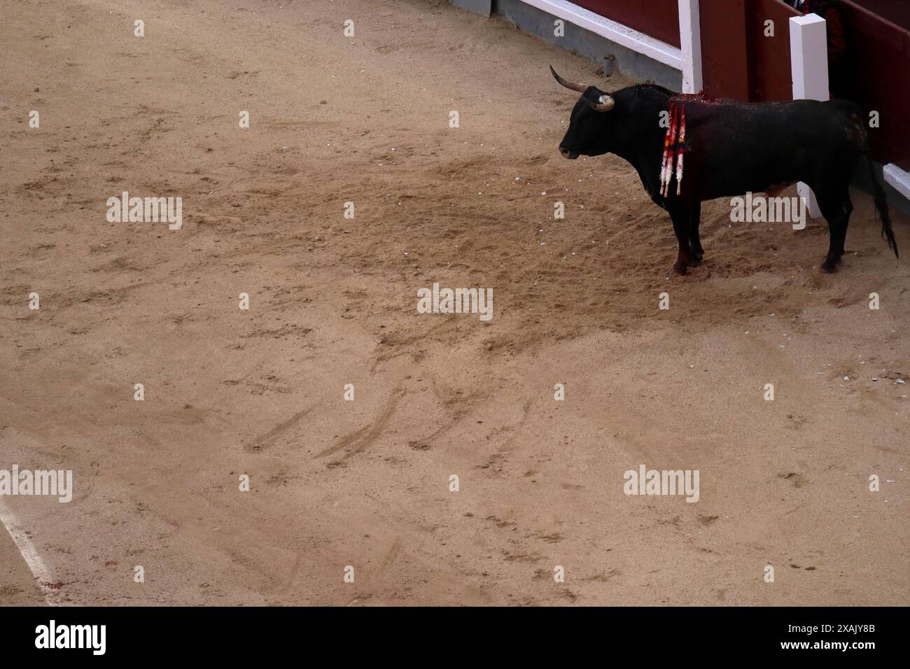 Brave bull in the bullfight arena, Raging bull ready to ram. High ...