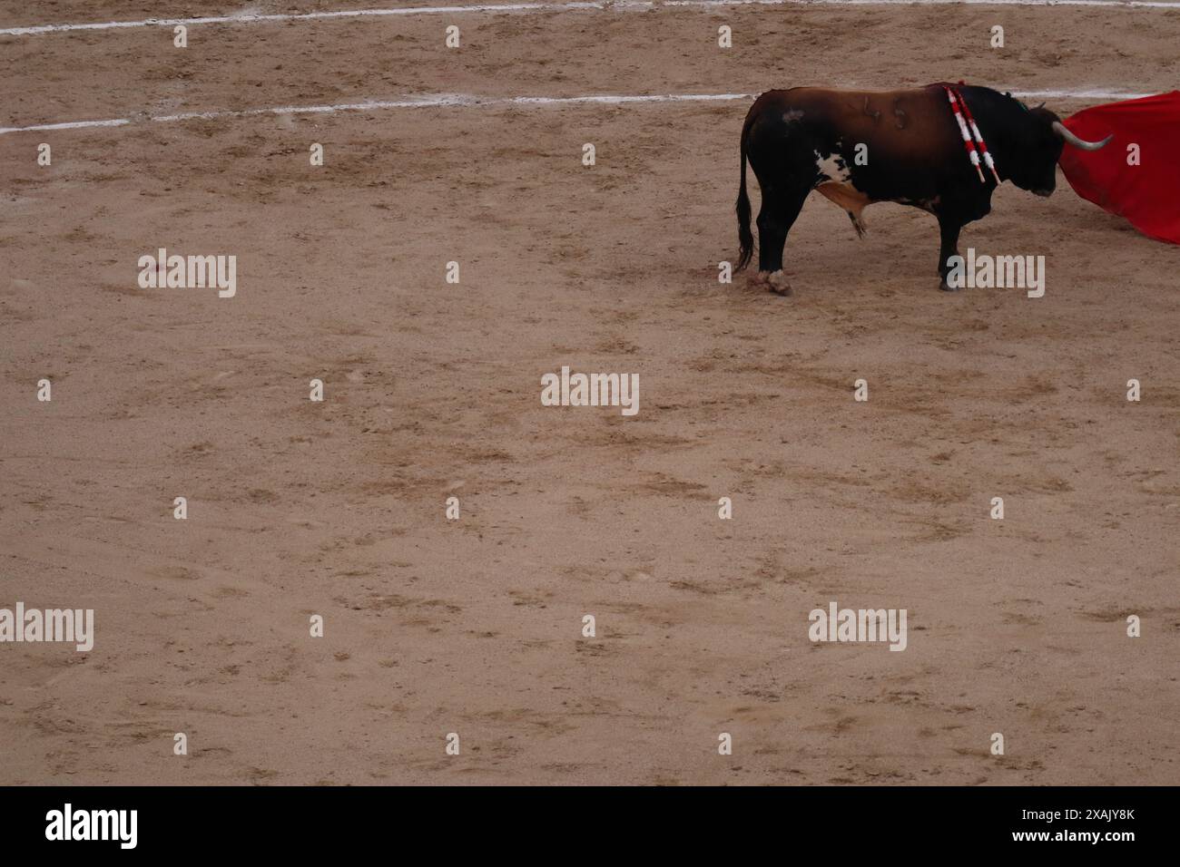 Brave bull in the bullfight arena, Raging bull ready to ram. High ...