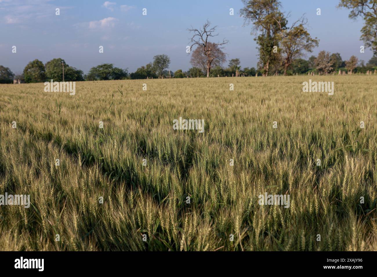 Indian wheat hi-res stock photography and images - Alamy