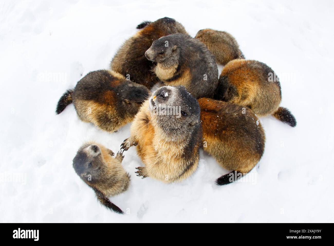 Alpine marmots (Marmota marmota), group in the snow from above Stock ...