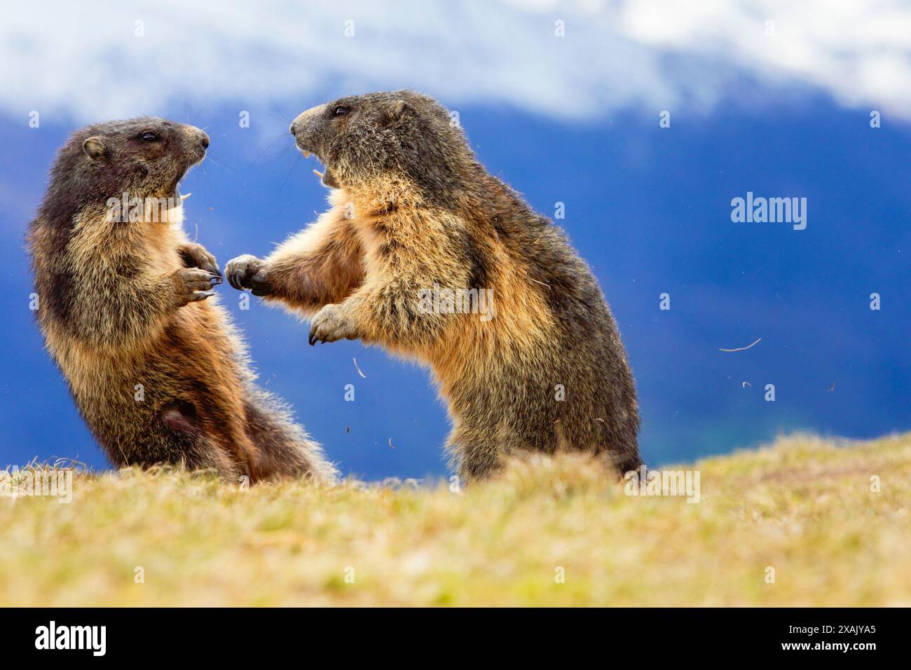 Alpine marmots (Marmota marmota), two marmots fighting Stock Photo - Alamy